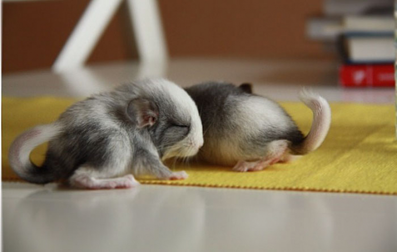 20 photos de bébés chinchillas qui ne sont rien d'autres que d ...