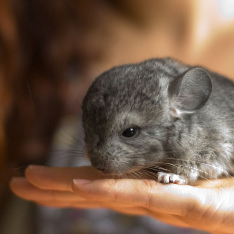 20 photos de bébés chinchillas qui ne sont rien d'autres que d ...