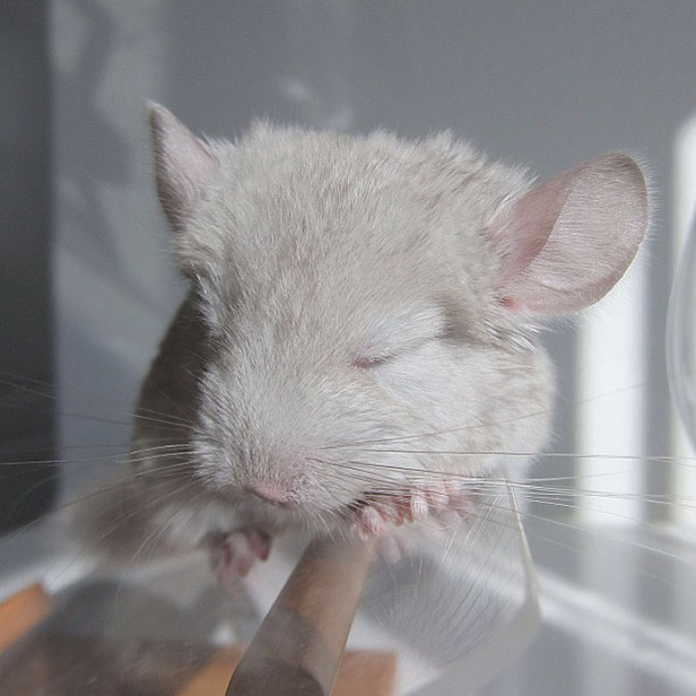 20 photos de bébés chinchillas qui ne sont rien d'autres que d ...
