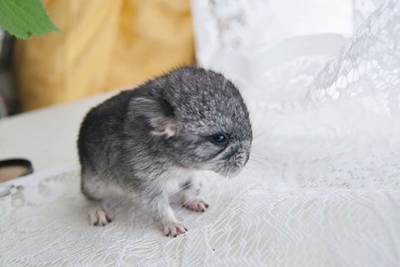 20 photos de bébés chinchillas qui ne sont rien d'autres que d ...