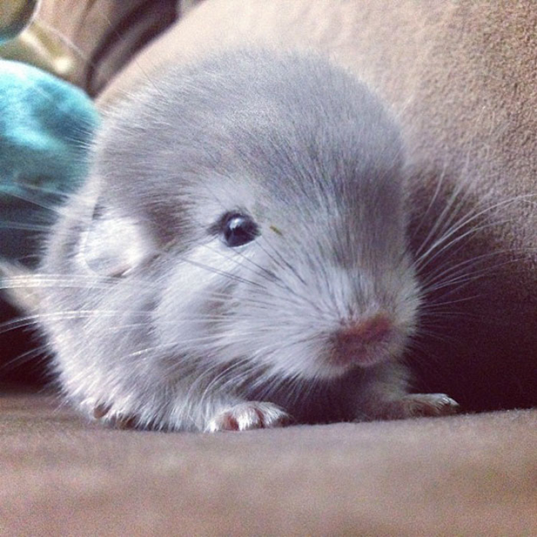 20 photos de bébés chinchillas qui ne sont rien d'autres que d ...