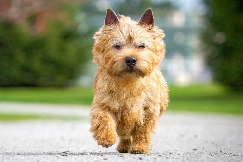 Partez à la découverte de 11 races de chiens anglais