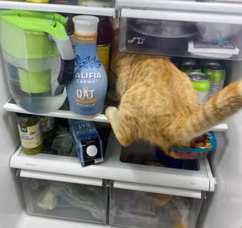 15 photos qui valideraient la légende selon laquelle les chats roux ...