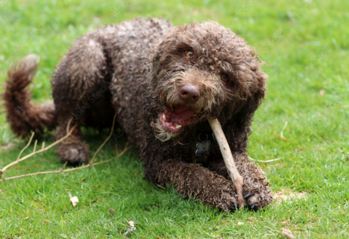 Découvrez 5 races de chiens au poil bouclé et populaires