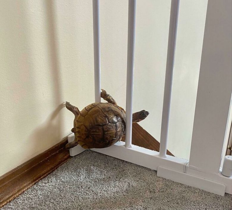 20 photos de tortues qui vont vous attendrir