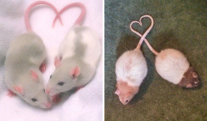 20 photos adorables de rats qui combleront de bonheur tous les fans du ...