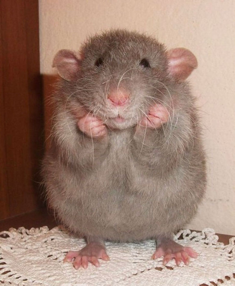 20 photos adorables de rats qui combleront de bonheur tous les fans du ...