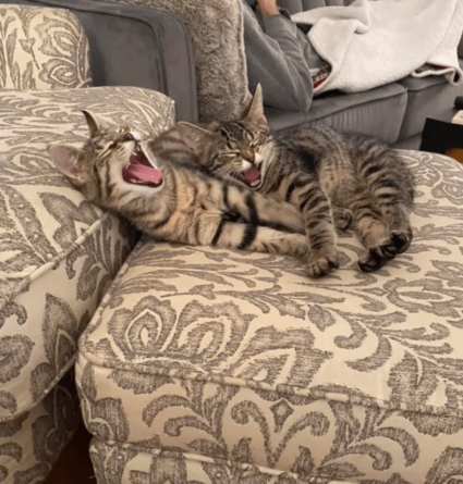 13 photos de chats dont les actions farfelues ne nous aident pas à ...