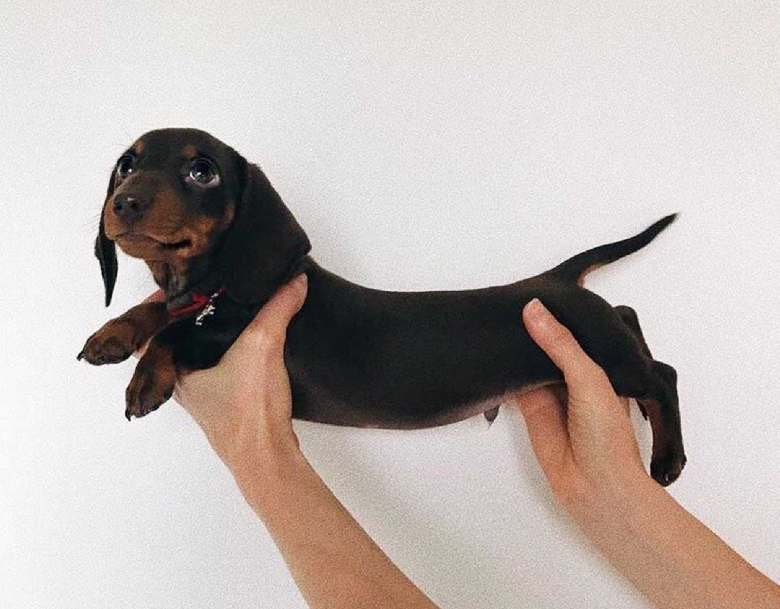 18 photos ravissantes montrant le Teckel dans tous ses états