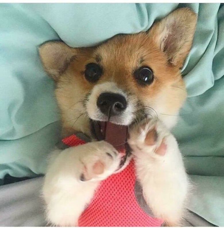 20 photos splendides de Corgis qui donnent raison aux inconditionnels ...