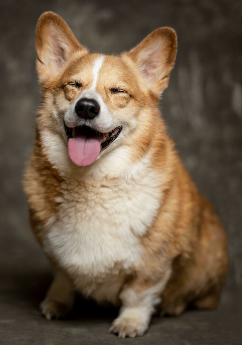 20 photos splendides de Corgis qui donnent raison aux inconditionnels ...