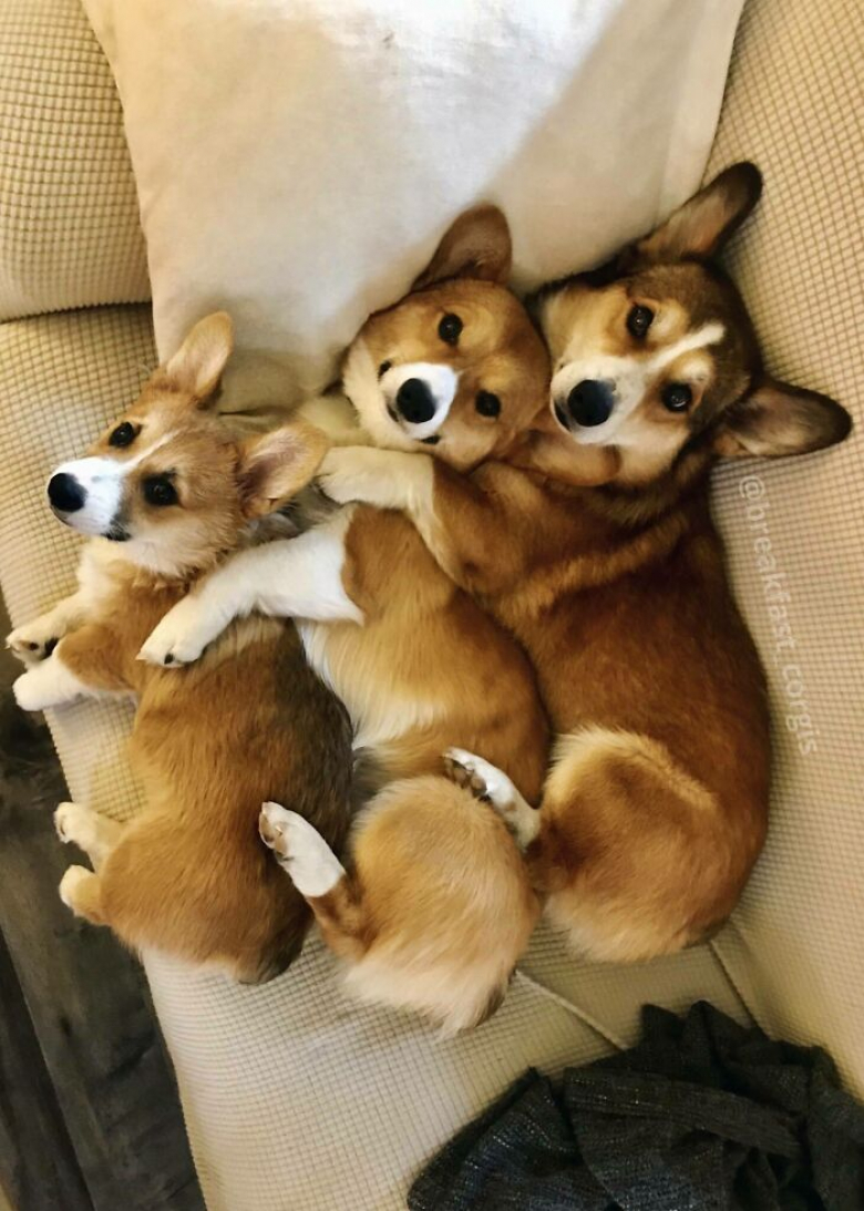 20 photos splendides de Corgis qui donnent raison aux inconditionnels ...