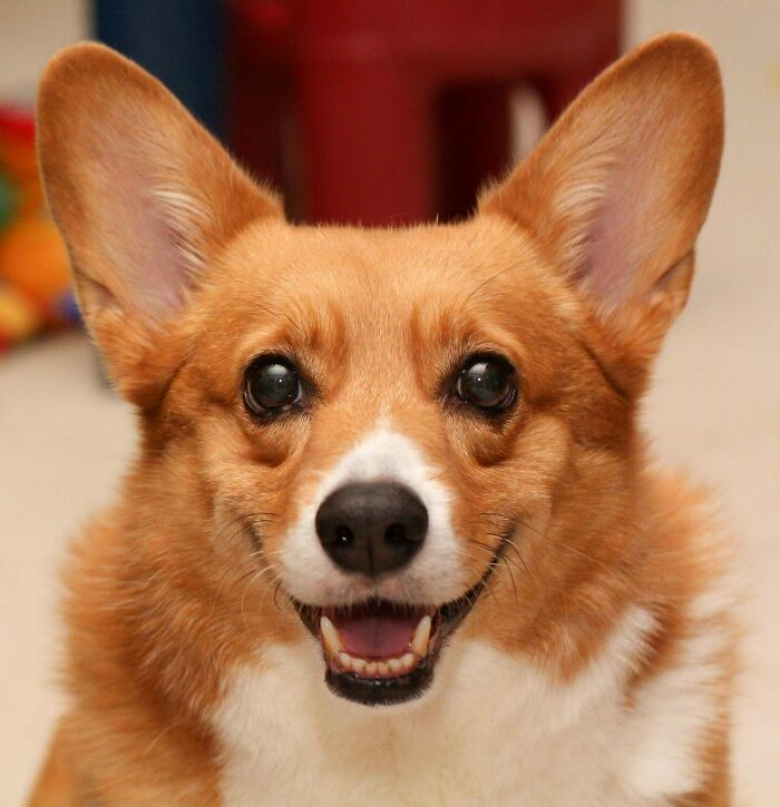 20 photos splendides de Corgis qui donnent raison aux inconditionnels ...