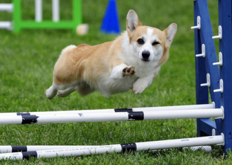 20 photos splendides de Corgis qui donnent raison aux inconditionnels ...
