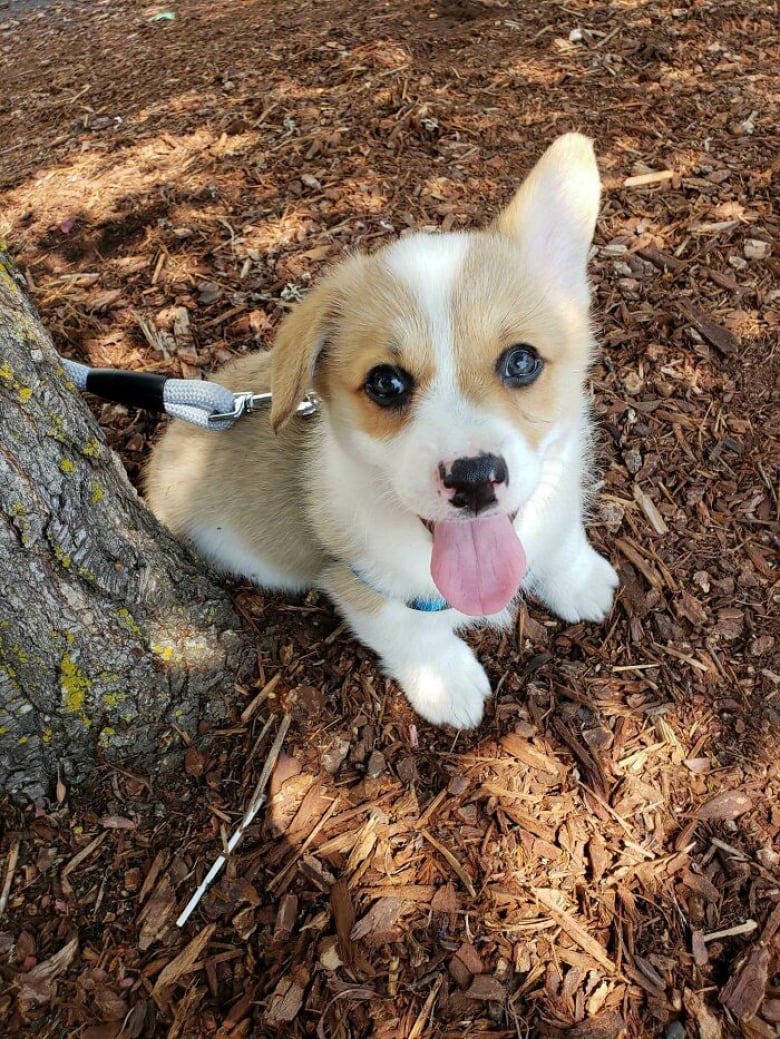 20 photos splendides de Corgis qui donnent raison aux inconditionnels ...