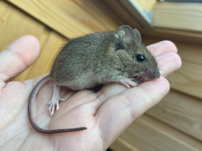 14 photos racontant l'histoire touchante du sauvetage d'une souris qui ...