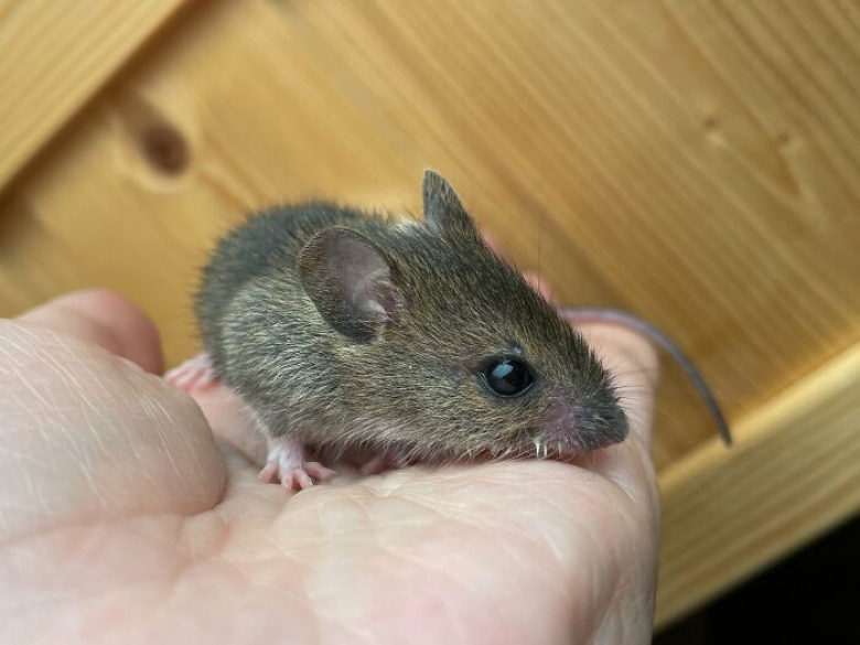 14 photos racontant l'histoire touchante du sauvetage d'une souris qui ...