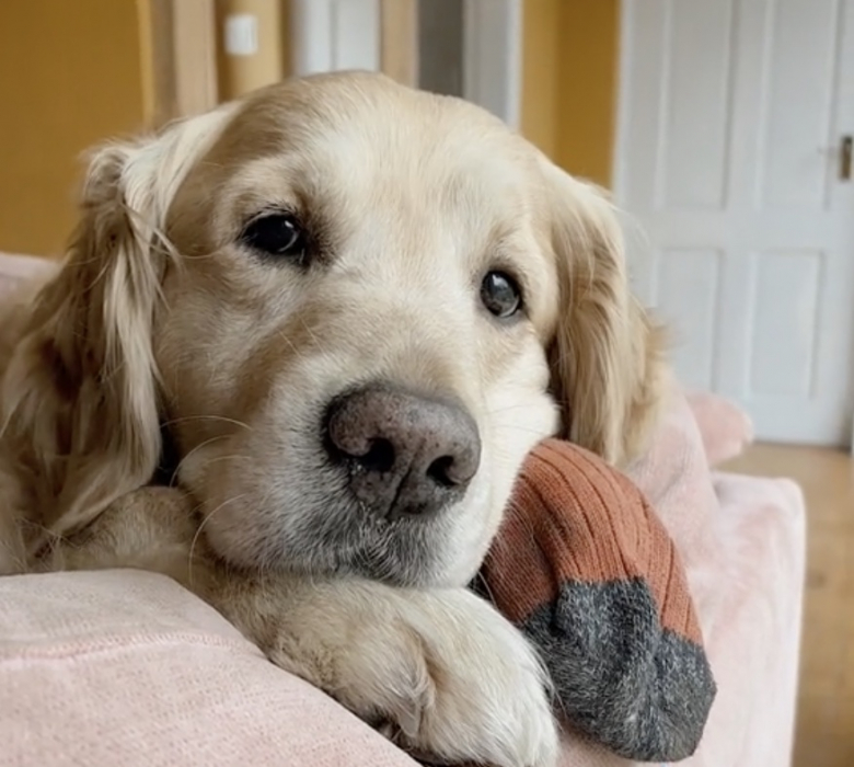En retrouvant sa vache préférée, un Golden Retriever offre une scène ...