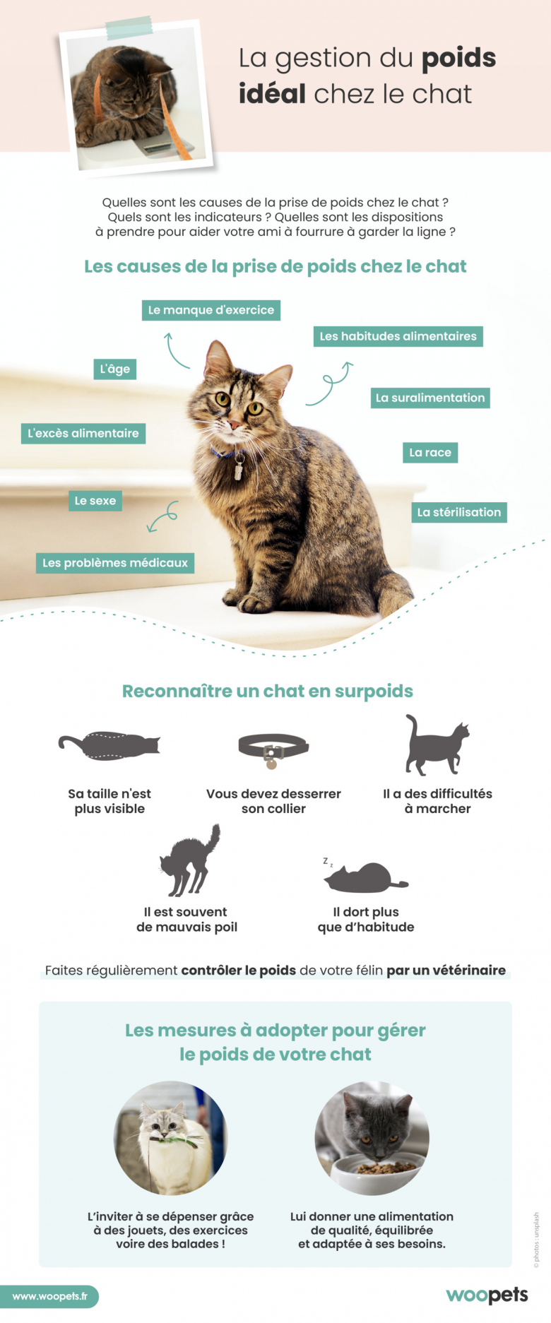 La gestion du poids idéal chez le chat