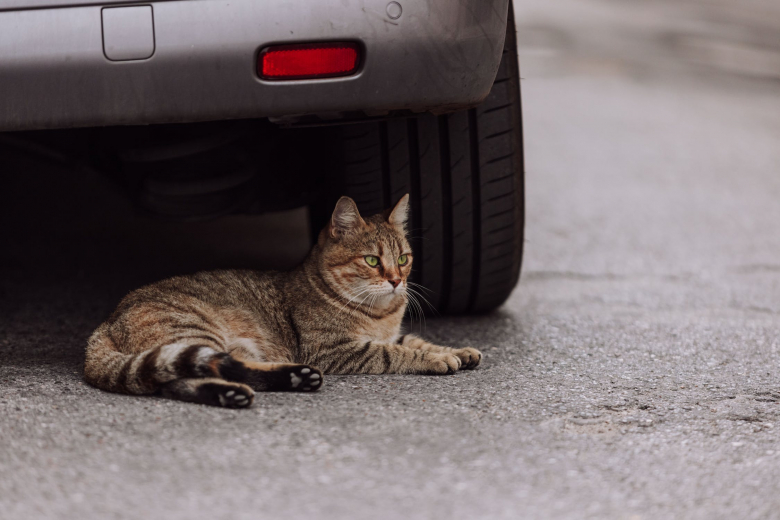 Un couple manque de renverser un chat mal-en-point et découvre son ...