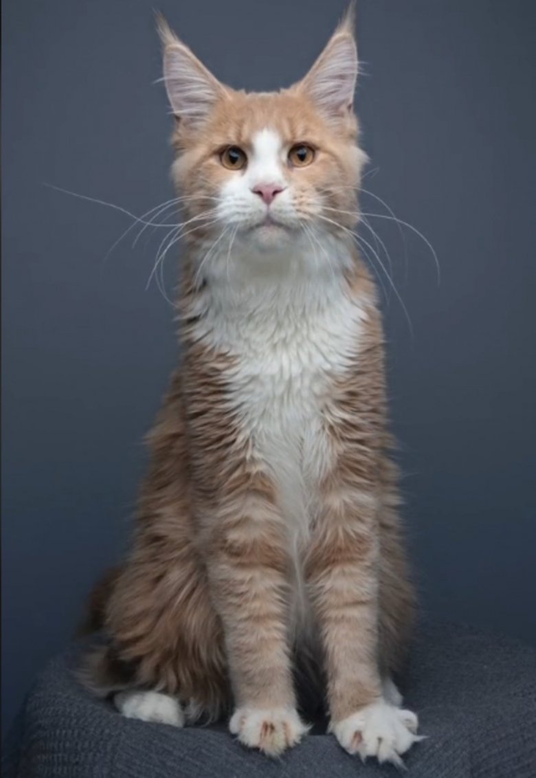 La croissance spectaculaire d'un chaton Maine Coon montrée en time ...