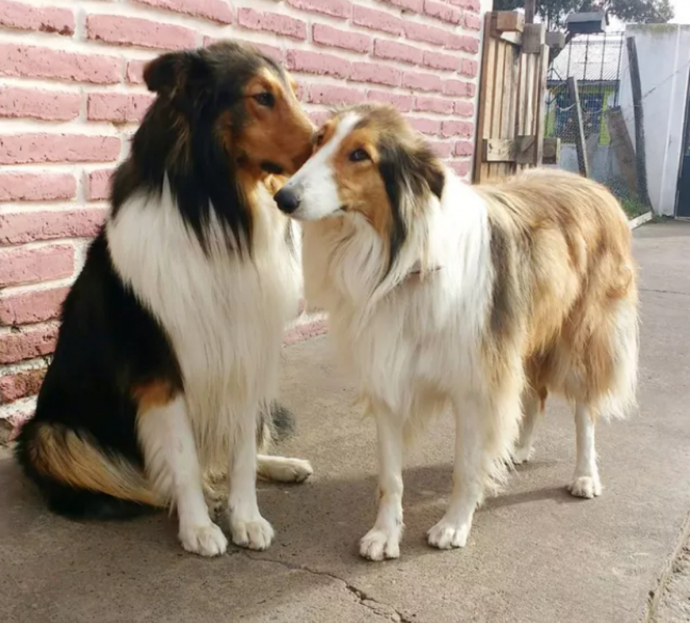 20 photos de chiens distribuant les bisous à tout va pour notre plus ...