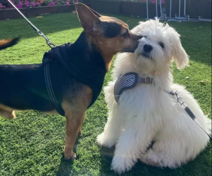 20 photos de chiens distribuant les bisous à tout va pour notre plus ...