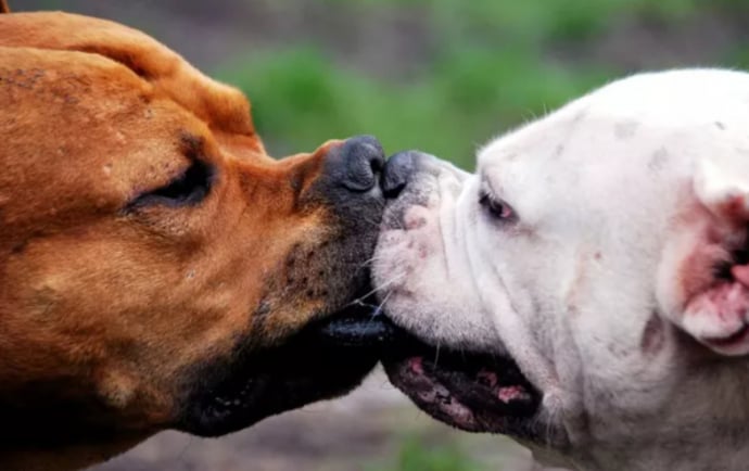 20 photos de chiens distribuant les bisous à tout va pour notre plus ...