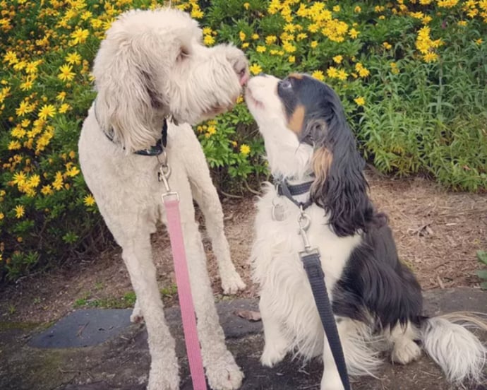 20 photos de chiens distribuant les bisous à tout va pour notre plus ...