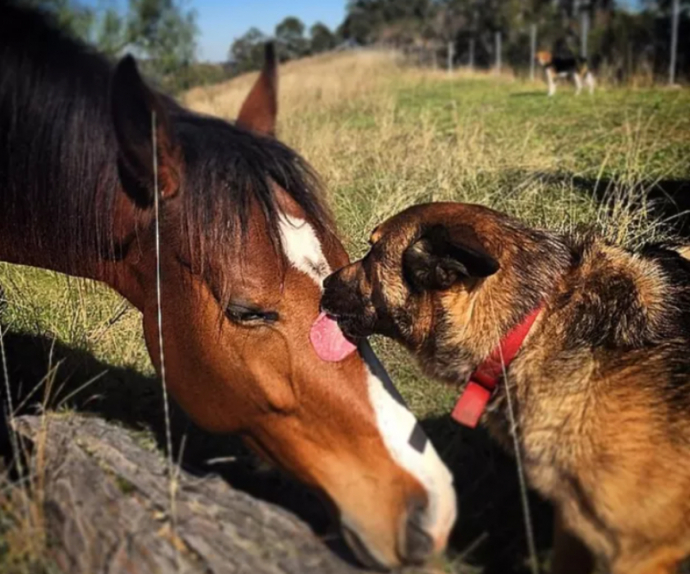 20 photos de chiens distribuant les bisous à tout va pour notre plus ...