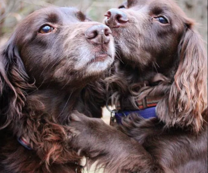 20 photos de chiens distribuant les bisous à tout va pour notre plus ...