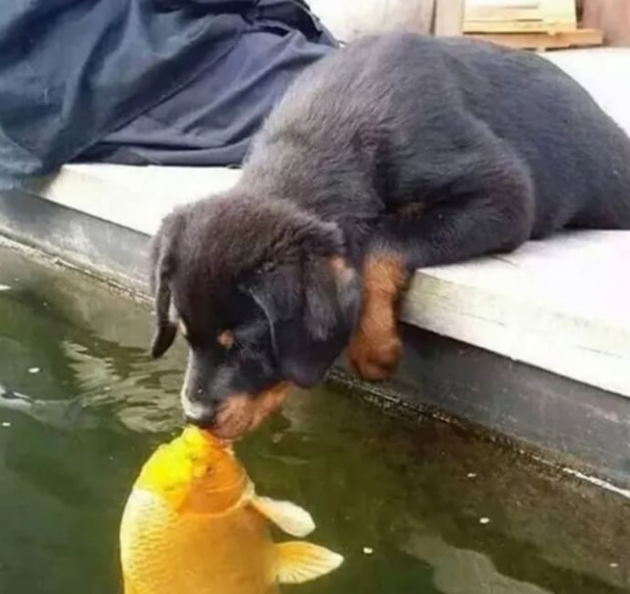 20 photos de chiens distribuant les bisous à tout va pour notre plus ...