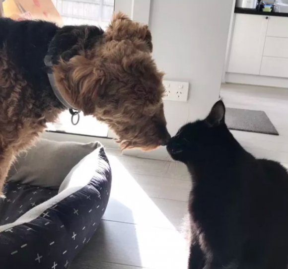 20 photos de chiens distribuant les bisous à tout va pour notre plus ...
