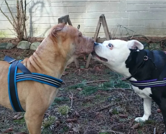 20 photos de chiens distribuant les bisous à tout va pour notre plus ...