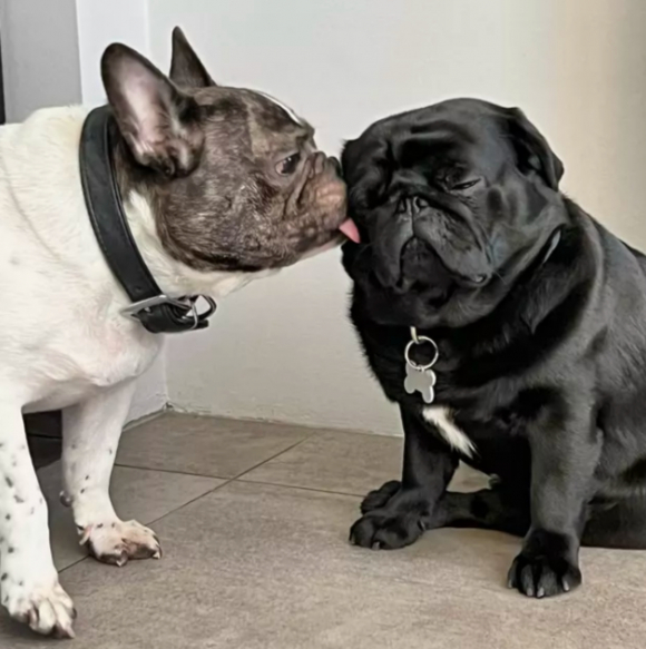 20 photos de chiens distribuant les bisous à tout va pour notre plus ...