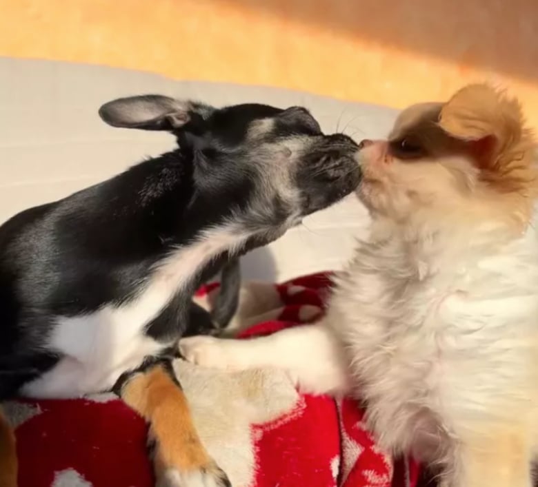 20 photos de chiens distribuant les bisous à tout va pour notre plus ...