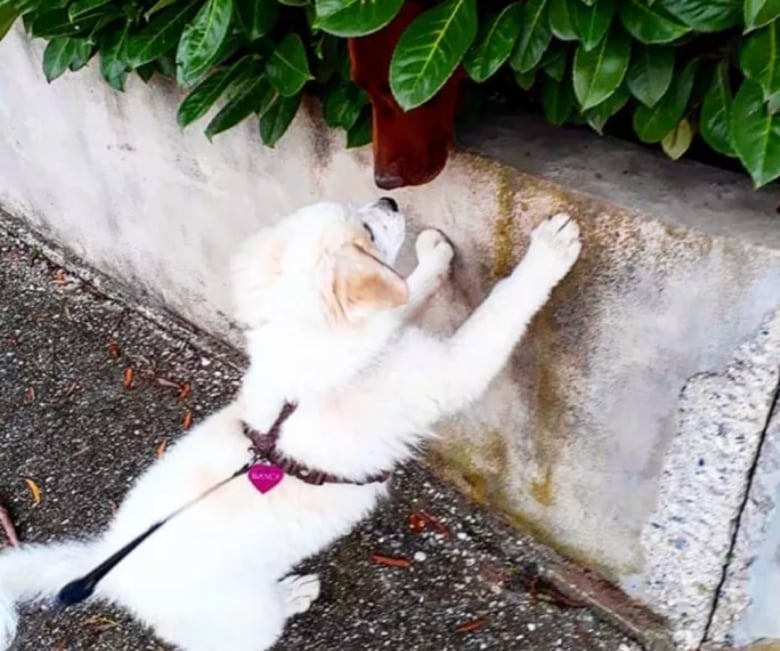 20 photos de chiens distribuant les bisous à tout va pour notre plus ...