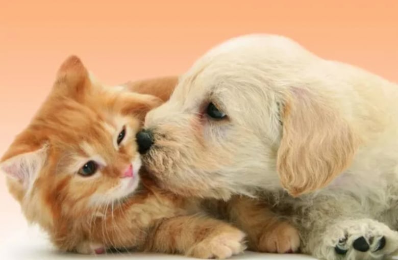 20 photos de chiens distribuant les bisous à tout va pour notre plus ...