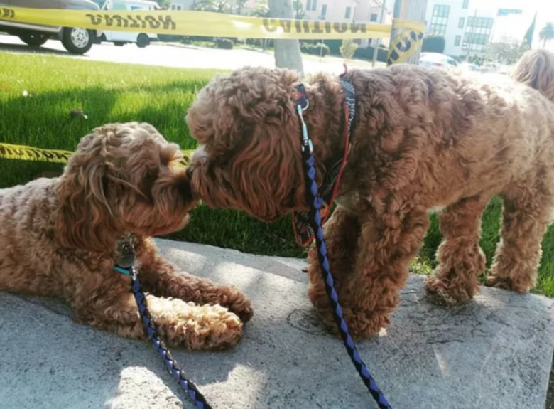 20 photos de chiens distribuant les bisous à tout va pour notre plus ...