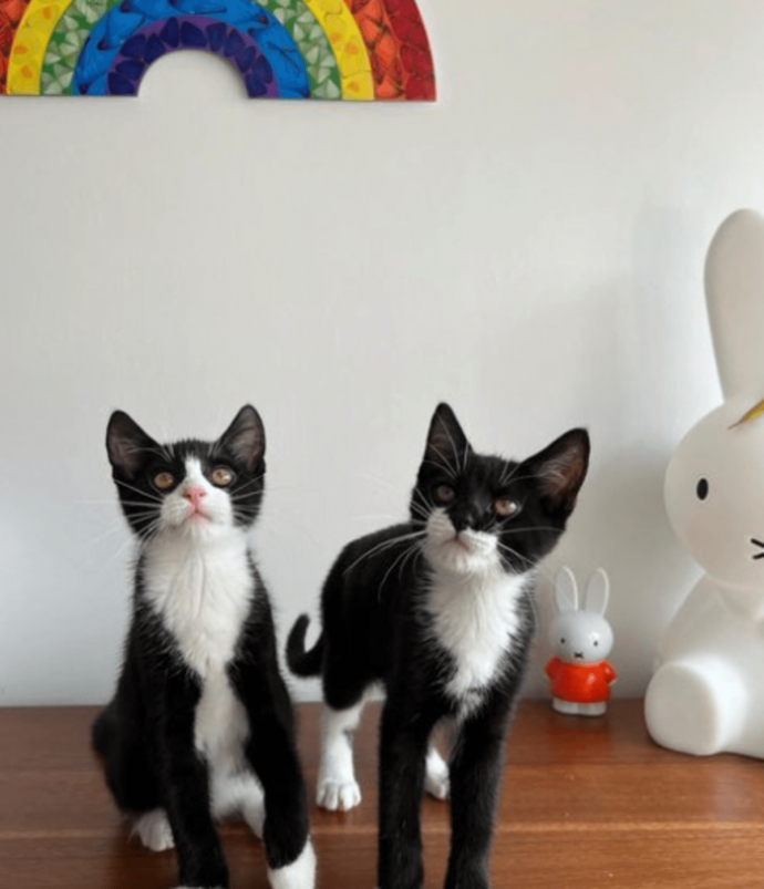 20 photos de chats tuxedo vêtus de leur plus beau costume naturel pour ...