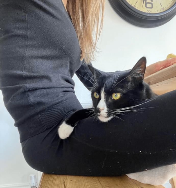 20 photos de chats tuxedo vêtus de leur plus beau costume naturel pour ...