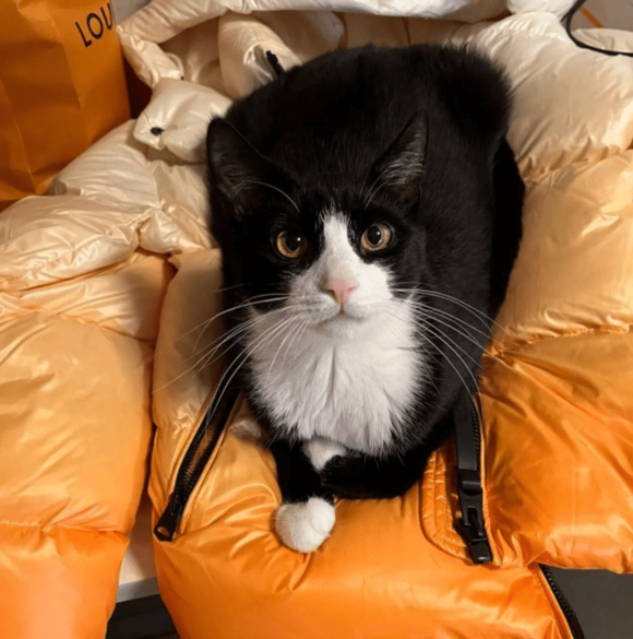 20 photos de chats tuxedo vêtus de leur plus beau costume naturel pour ...