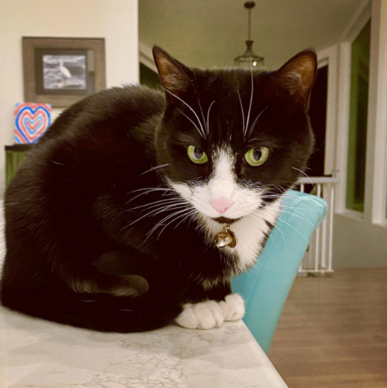 20 photos de chats tuxedo vêtus de leur plus beau costume naturel pour ...