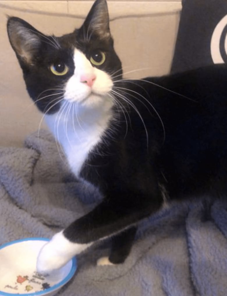 20 photos de chats tuxedo vêtus de leur plus beau costume naturel pour ...