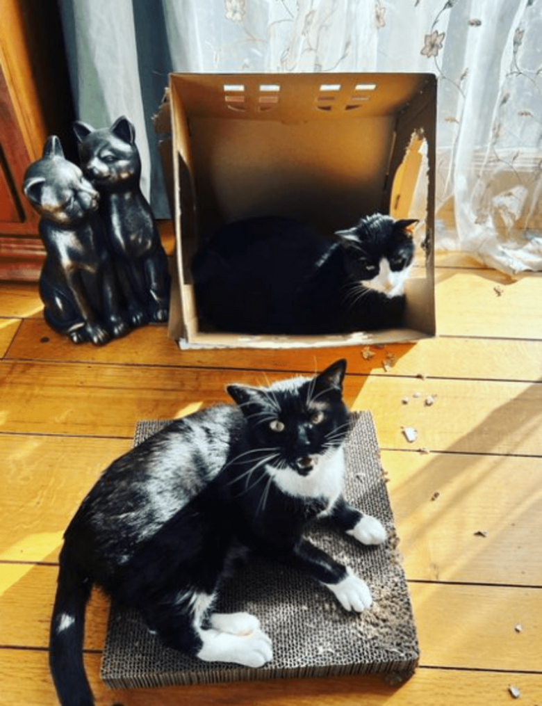 20 photos de chats tuxedo vêtus de leur plus beau costume naturel pour ...