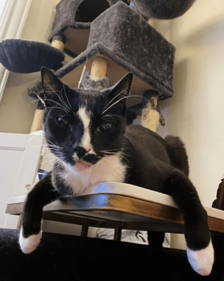 20 photos de chats tuxedo vêtus de leur plus beau costume naturel pour ...