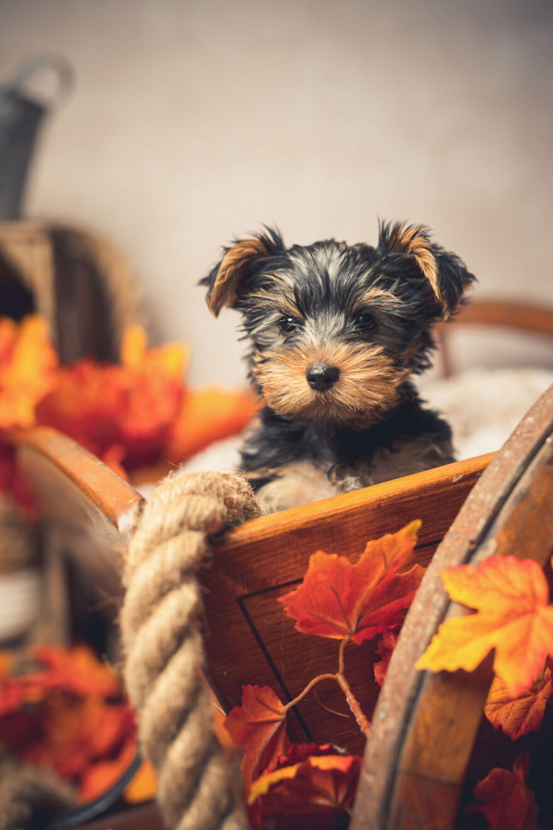 20 portraits sublimes de chats et de chiens réalisés par un photographe ...