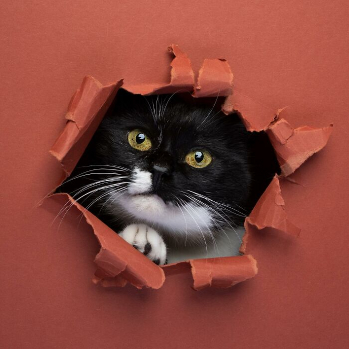 20 photos surprenantes et originales de chats traversant un mur de papier