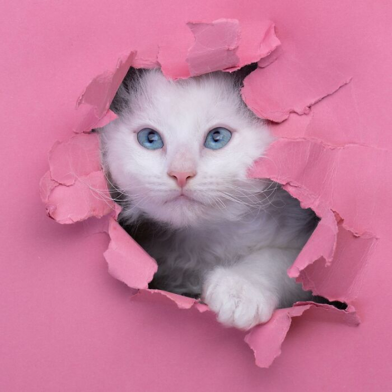 20 photos surprenantes et originales de chats traversant un mur de papier