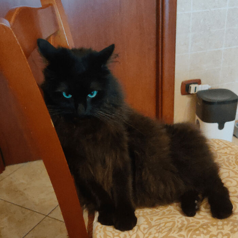 20 photos de chats dont on a du mal à prendre la colère au sérieux tant ...